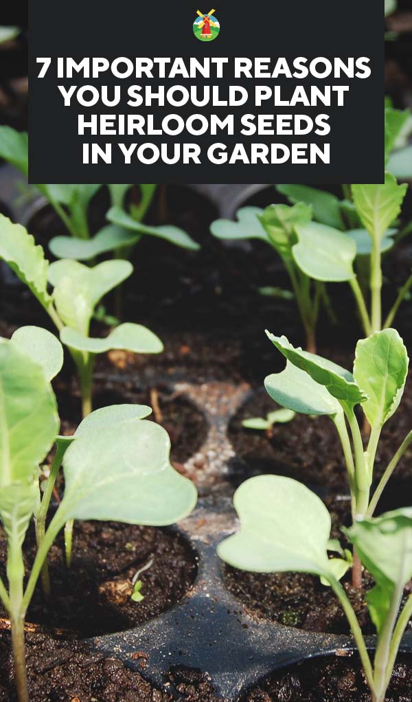 7 Important Reasons You Should Plant Heirloom Seeds in Your Garden