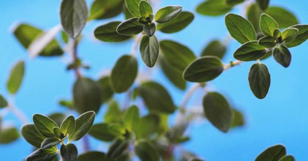 Growing Marjoram: The Complete Guide to Plant, Grow, & Harvest Marjoram