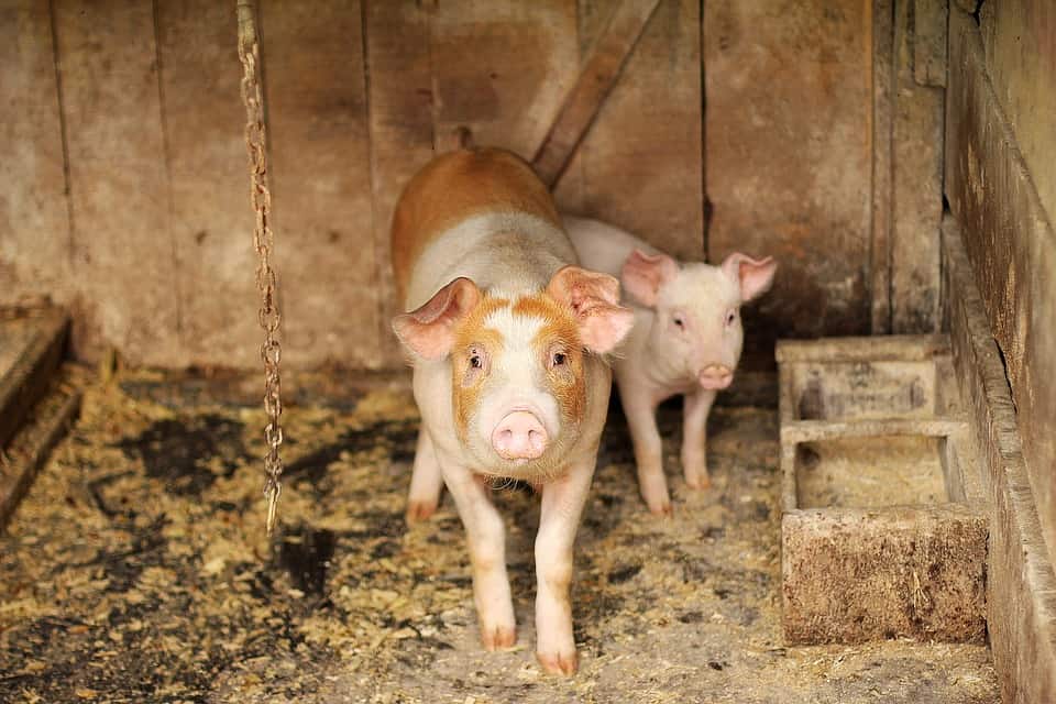 The 10 Most Common Pig Diseases and How to Prevent Them