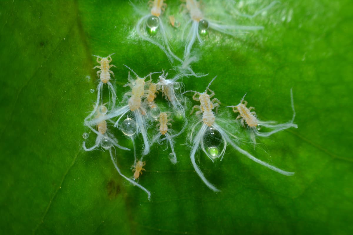 Psyllids: How to Spot, Treat and Control this Prolific Garden Pest