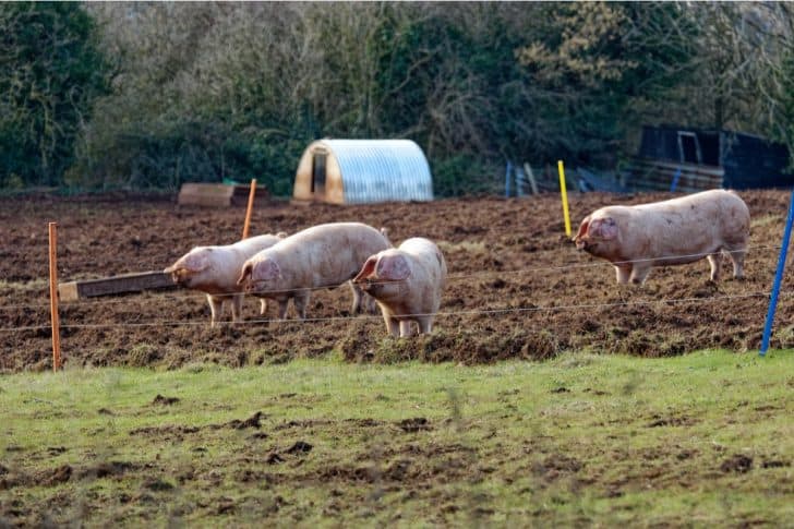 Greasy Pig: What Is It and Tips To Prevent and Treat This Swine Disease