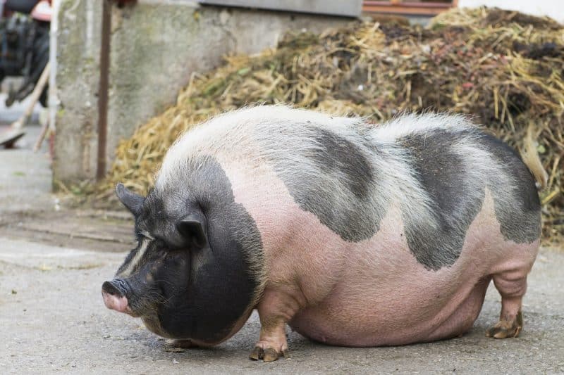 Greasy Pig: What Is It and Tips To Prevent and Treat This Swine Disease