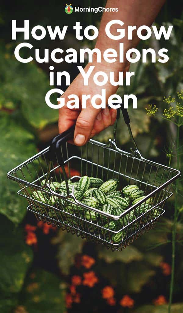 Growing Cucamelons: How to Plant and Use These Tiny Wonders