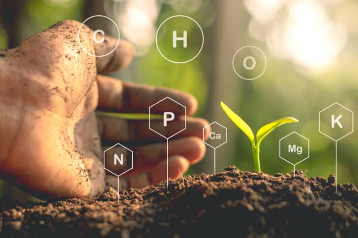 Plant Nutrients 101: A Guide to the Necessary Plant Nutrients